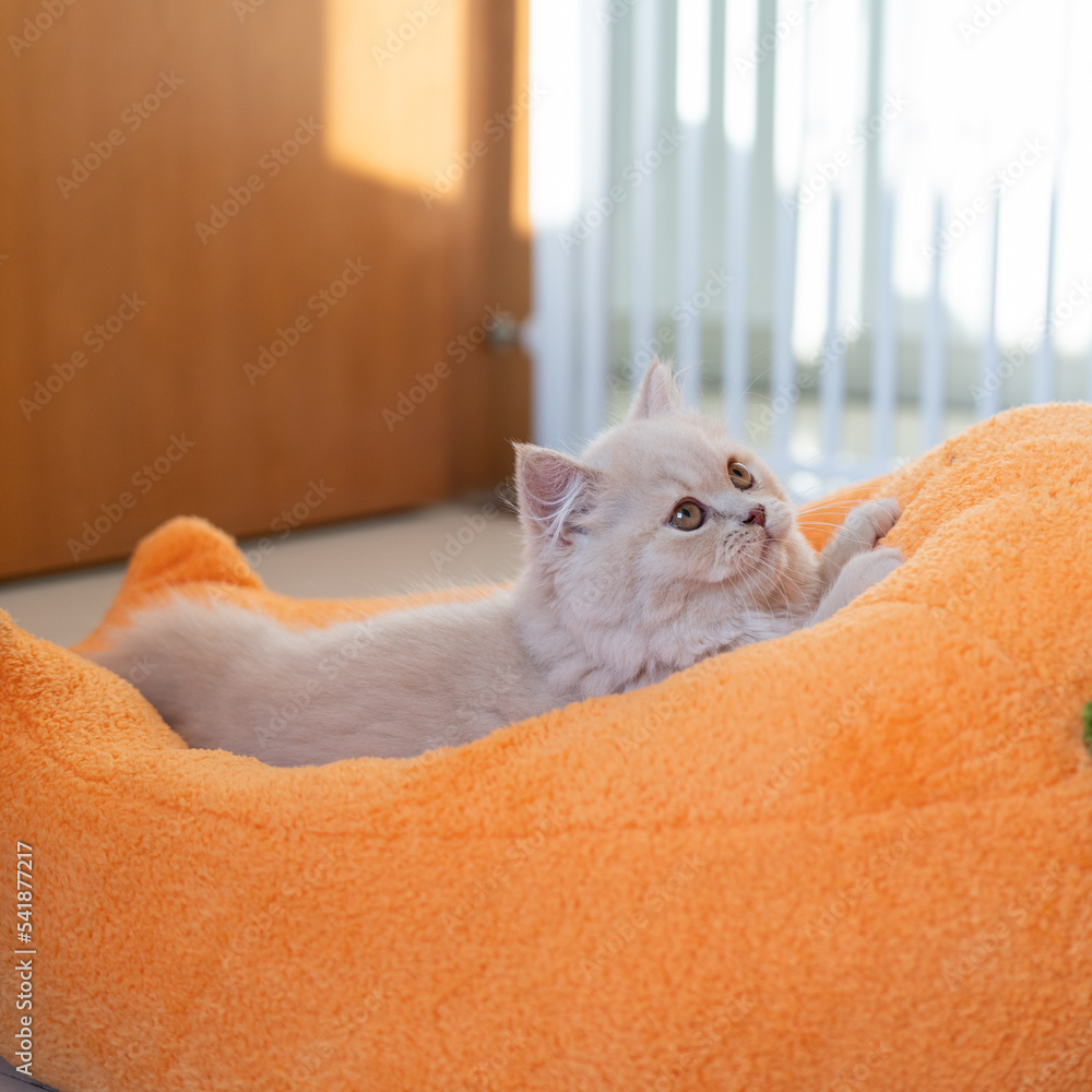 British longhair kitten Rest in the warm orange cat litter, so cute ...