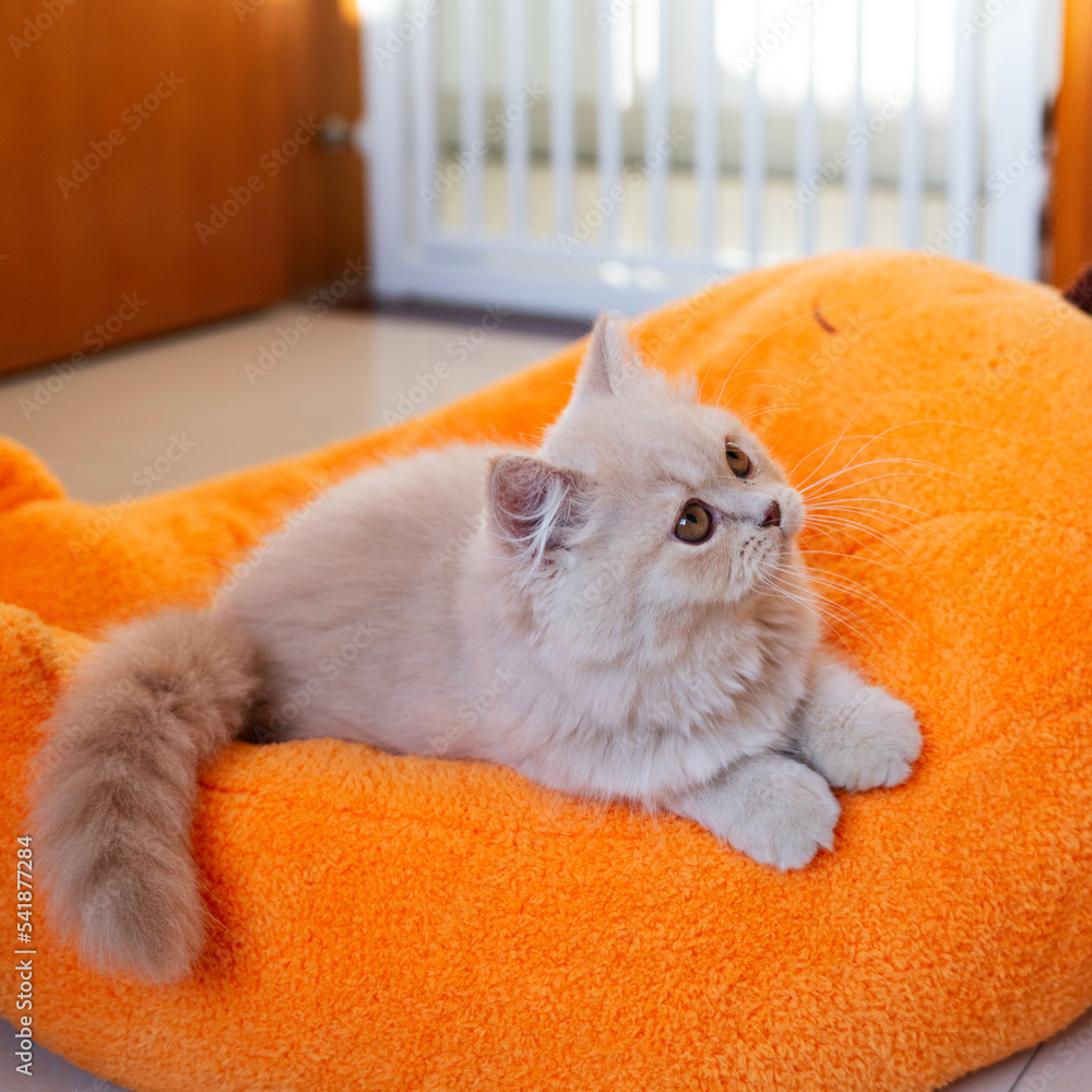 British longhair kitten Rest in the warm orange cat litter, so cute ...
