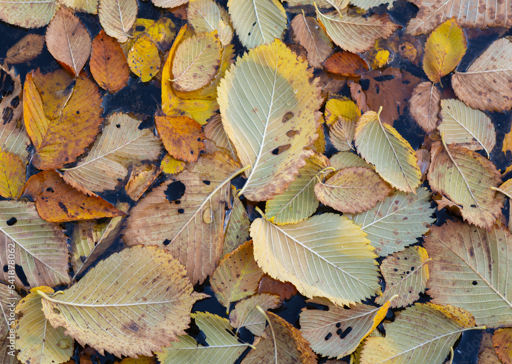 Yellow autumn leaves background. Stock Photo | Adobe Stock