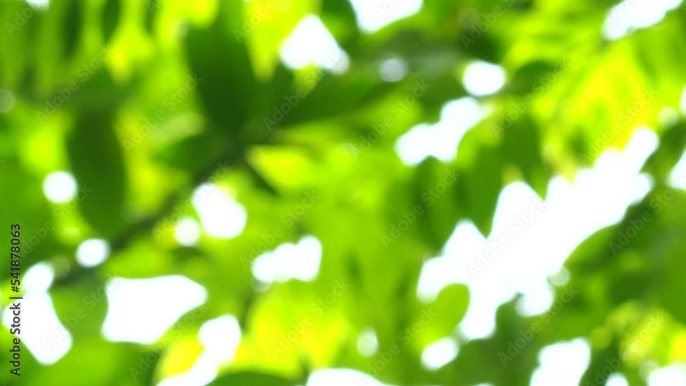 Blurred tree leaves with sunlight , out door Chiangmai Thailand Stock ...