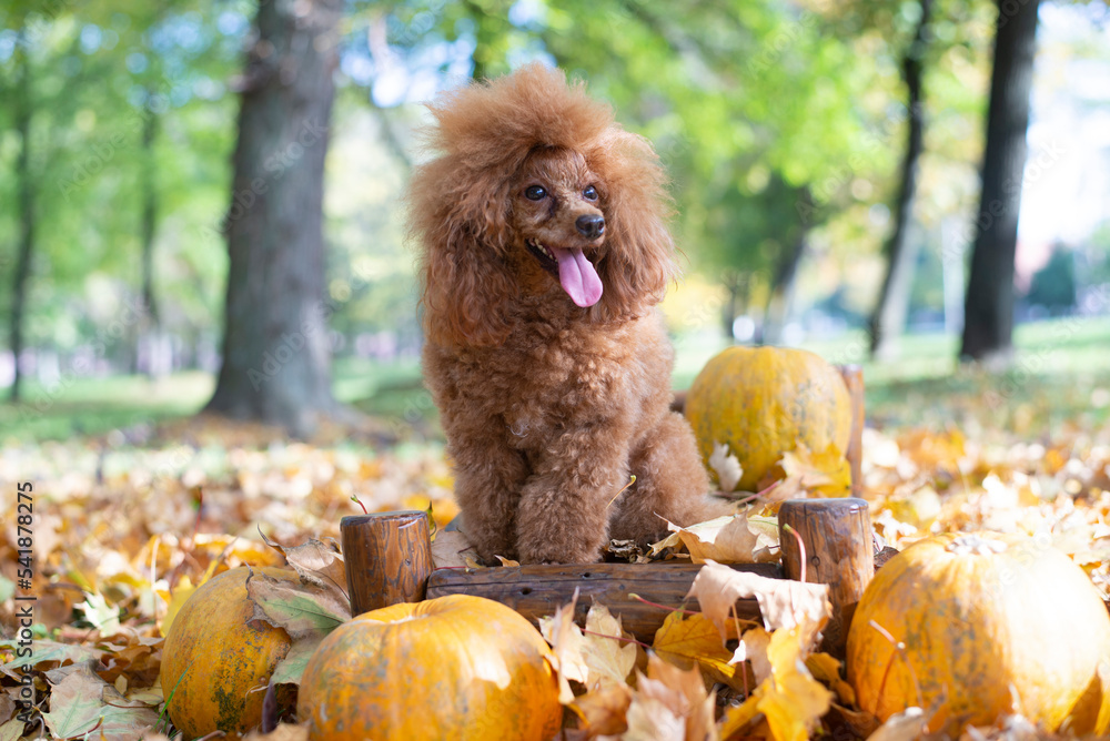 Red Poodle , dog is standing in an autumn leaf Stock-Foto | Adobe Stock