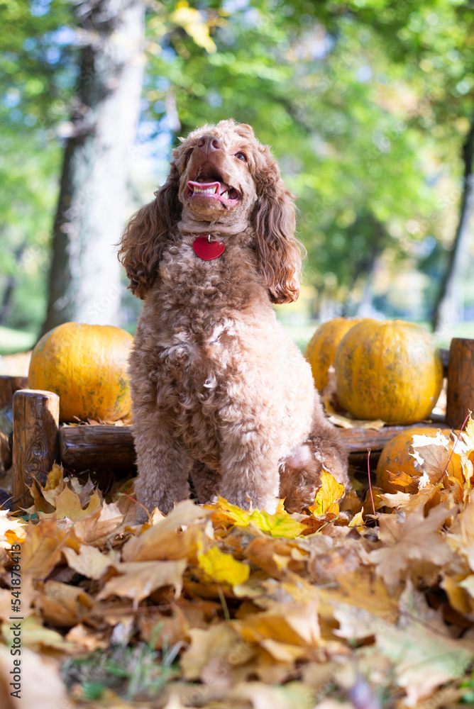 Red Poodle , dog is standing in an autumn leaf Stock Photo | Adobe Stock