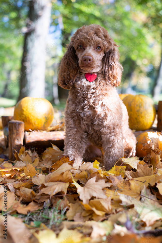 Red Poodle , dog is standing in an autumn leaf Stock Photo | Adobe Stock