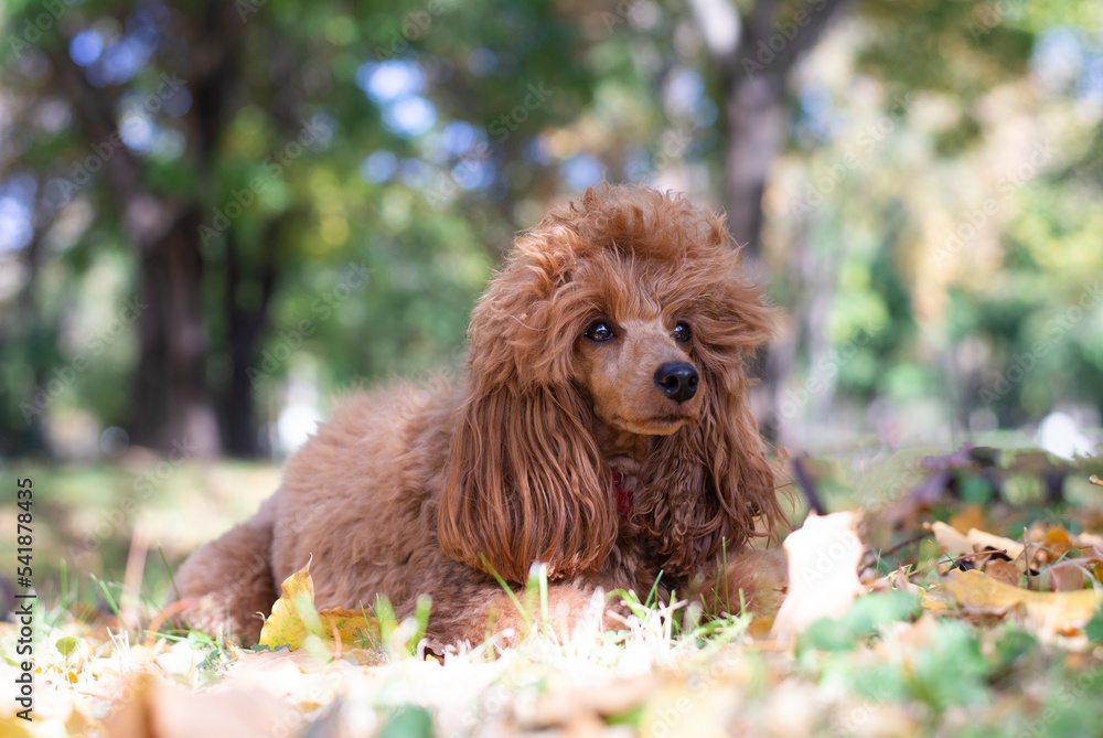 Red Poodle , dog is standing in an autumn leaf Stock Photo | Adobe Stock
