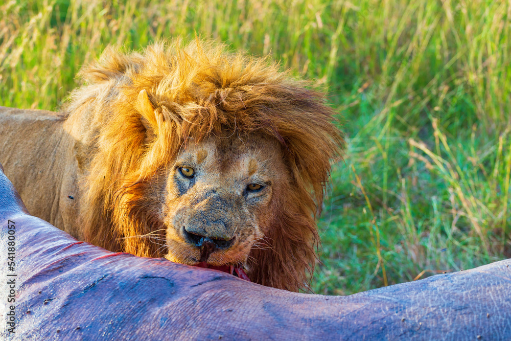Big male Lion eating from a dead animal on the grassland in africa ...