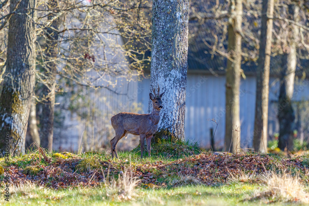 Roebuck in the forest with a building in the backgrounds Stock Photo ...