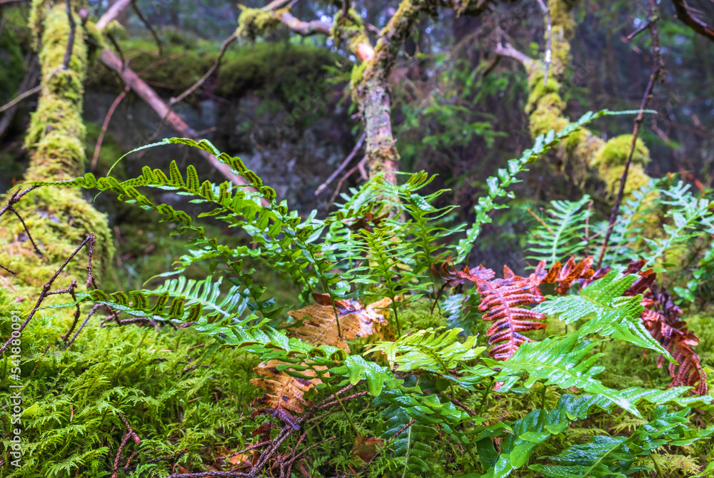 Ferns growing in a old forest Stock Photo | Adobe Stock