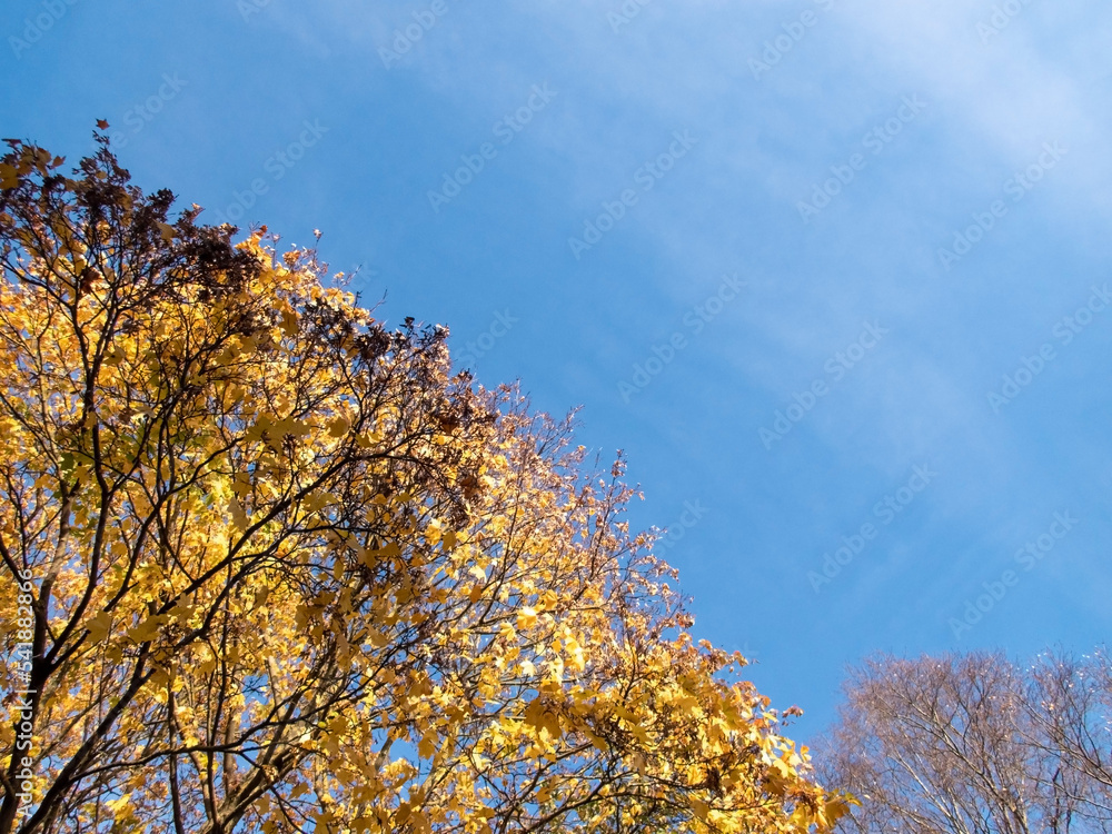 autumn leaves against blue sky Stock Photo | Adobe Stock