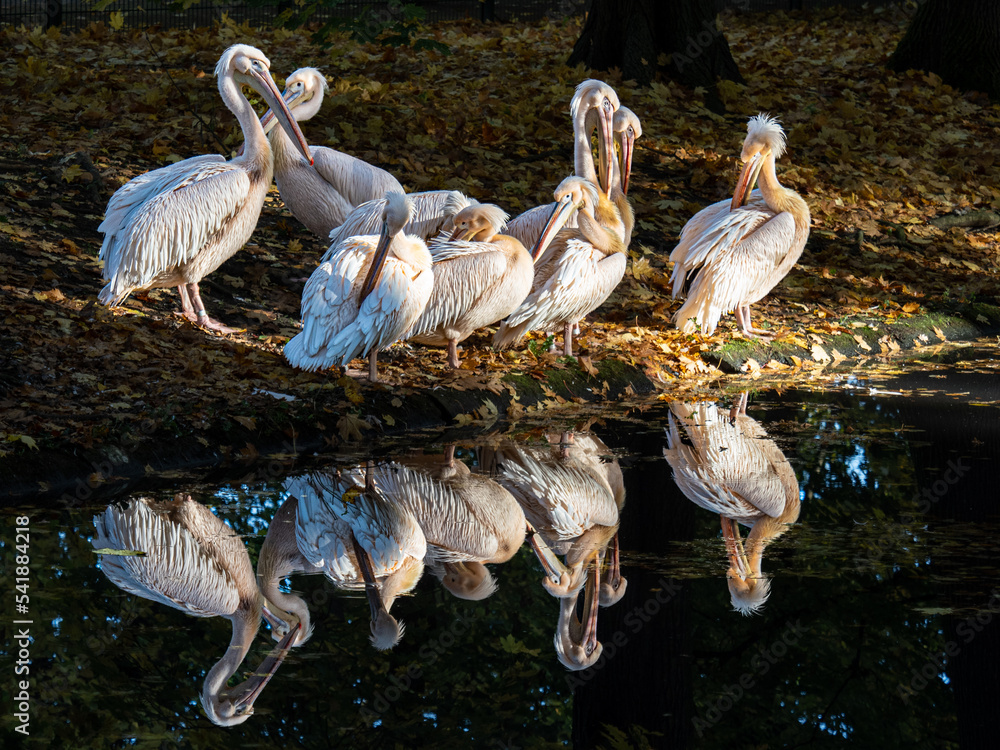 Pelikan Stock Photo | Adobe Stock