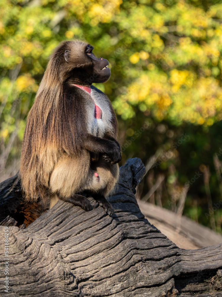 Affe Stock Photo | Adobe Stock