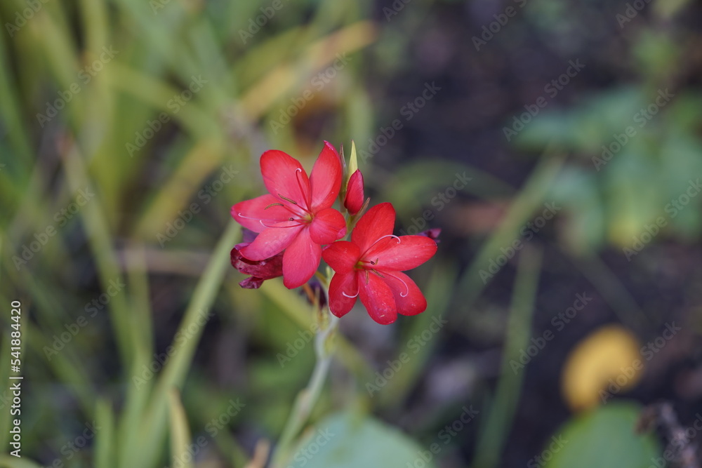 Hesperantha coccinea, the river lily, or crimson flag lily (syn ...