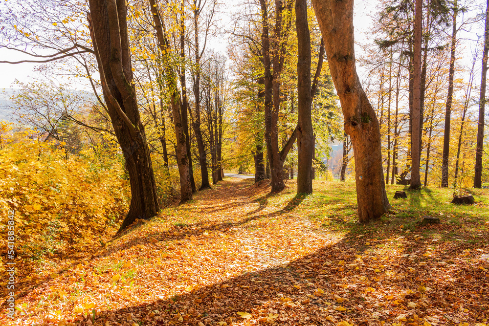 Autumn forest path. Orange color tree, red brown maple leaves in fall ...