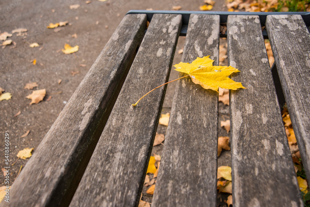 autumnal painted maple leaf on a park bench Stock Photo | Adobe Stock