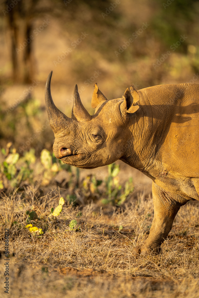 Close-up of black rhino walking at sunrise Stock Photo | Adobe Stock