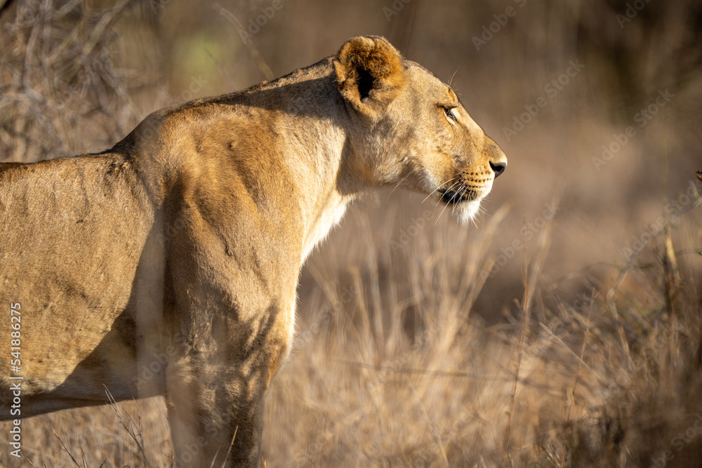 Close-up of lioness standing in tall grass Stock Photo | Adobe Stock
