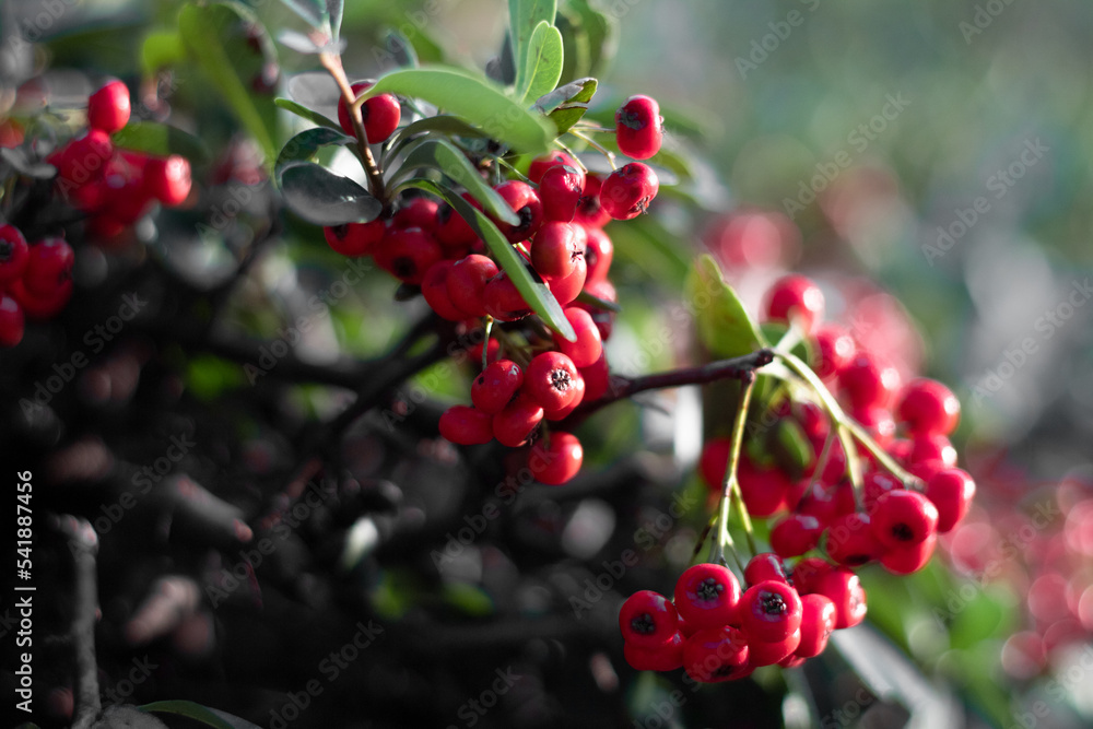 red berries on a branch Stock Photo | Adobe Stock