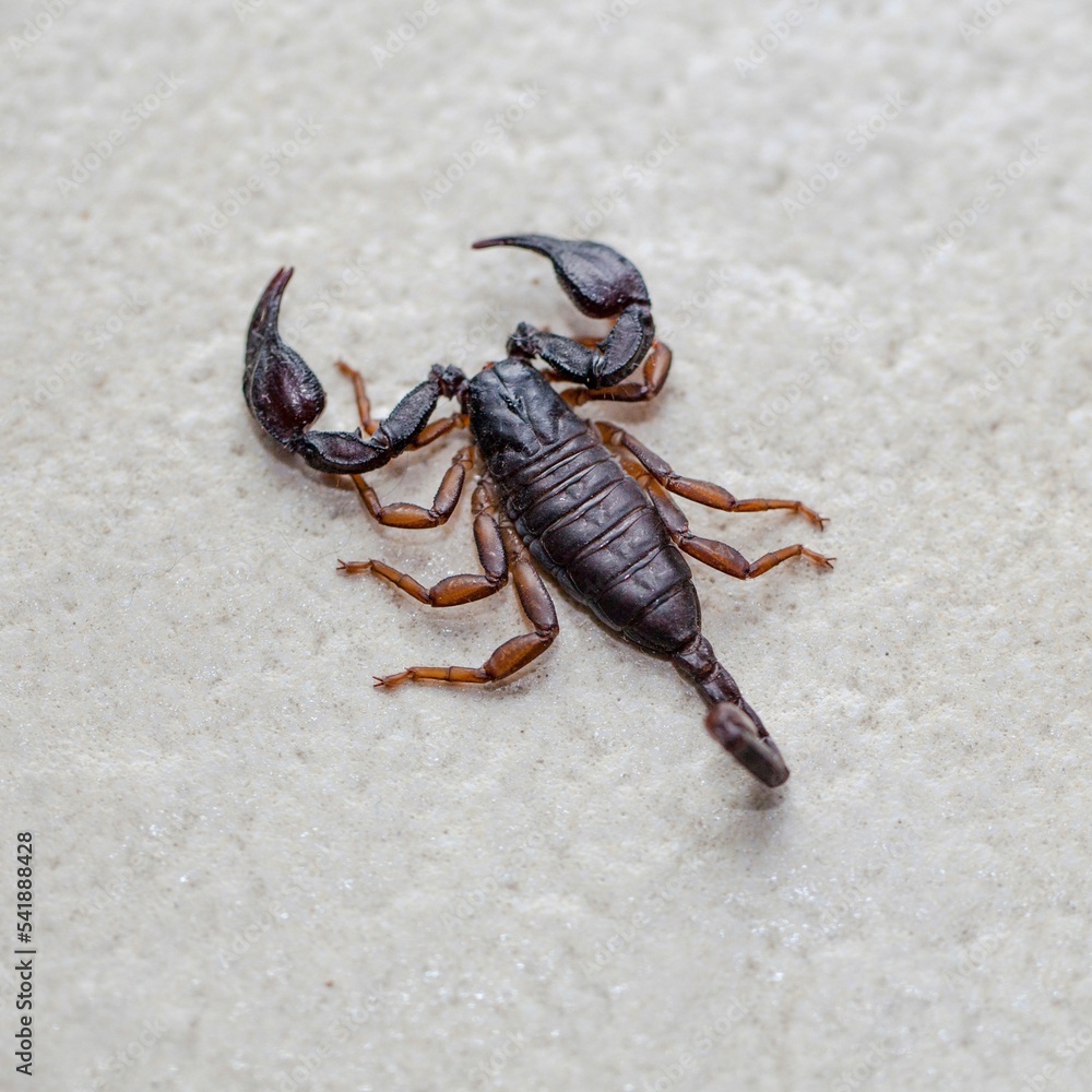 Scorpion Background Very Cool Stock Photo | Adobe Stock