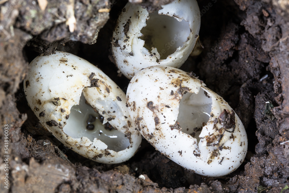 turtle egg shell underground soil Stock Photo | Adobe Stock