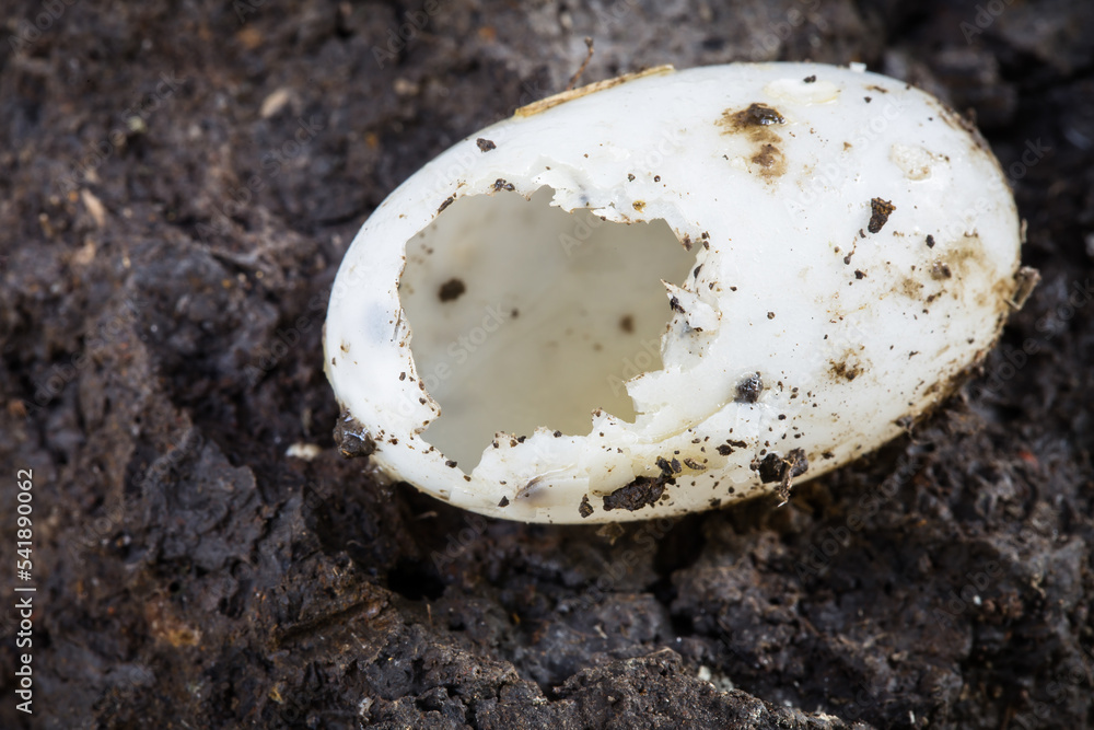 turtle egg shell underground soil Stock Photo | Adobe Stock