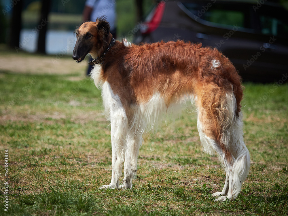 Hunting dog breed. Russian greyhound. Stock Photo | Adobe Stock