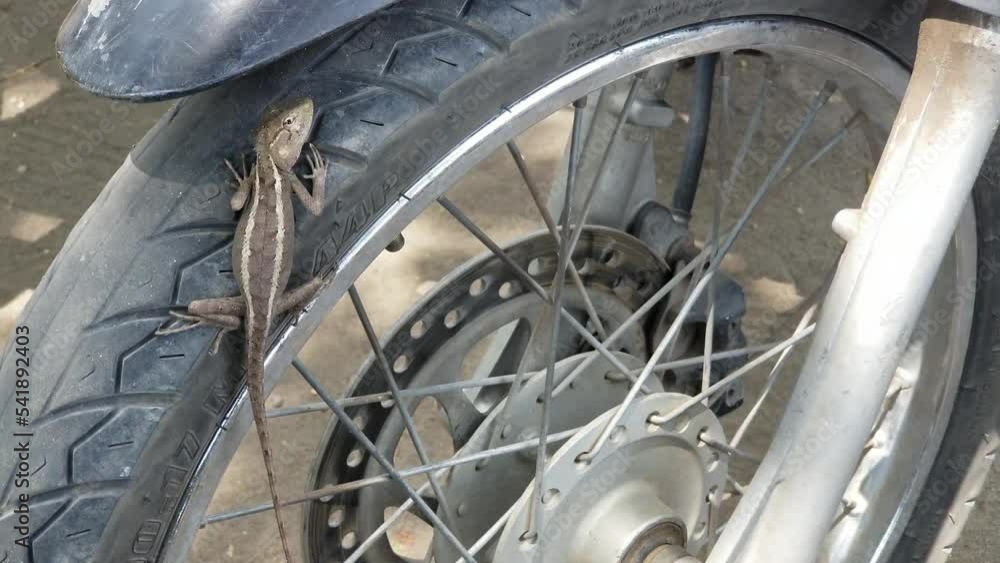 Young Oriental Garden Lizard perched on wheels Stock Video | Adobe Stock
