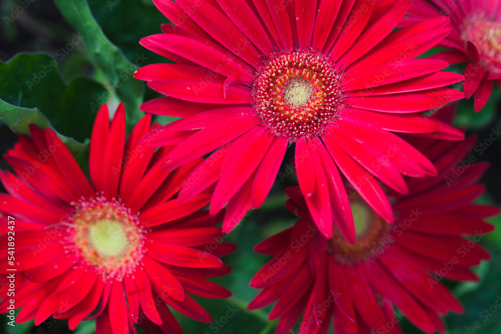 Red gerbera flowers grow in a summer garden, close up photo Stock-Foto ...