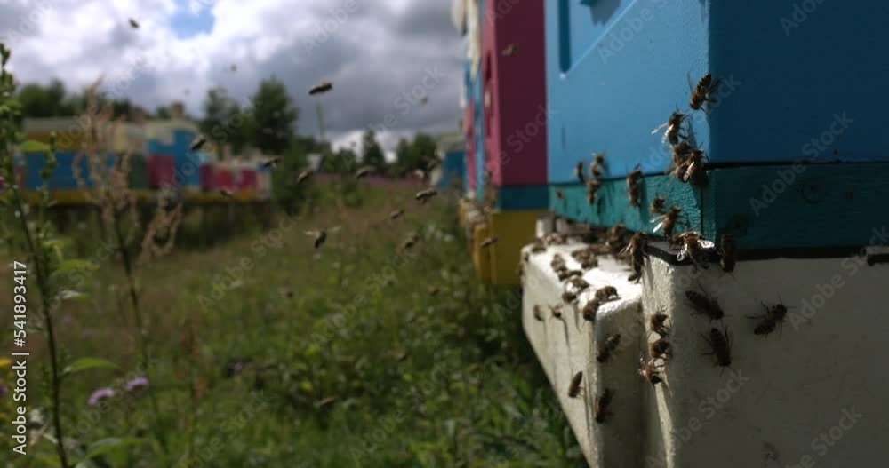 Bee hives. Close-up of flying bees Stock Video | Adobe Stock