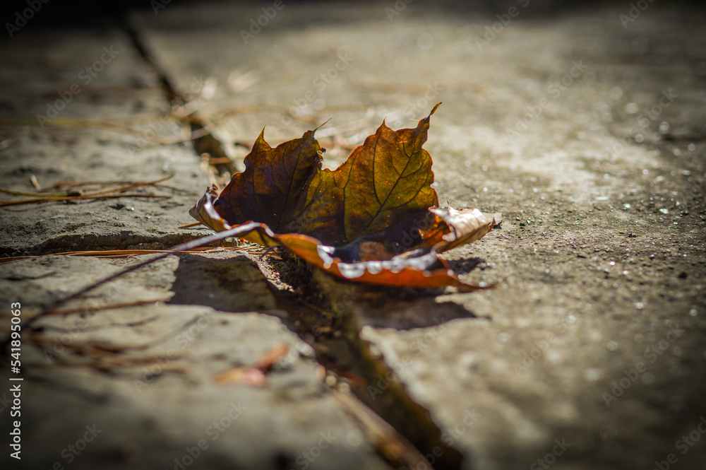 Foglia autunnale Stock Photo | Adobe Stock