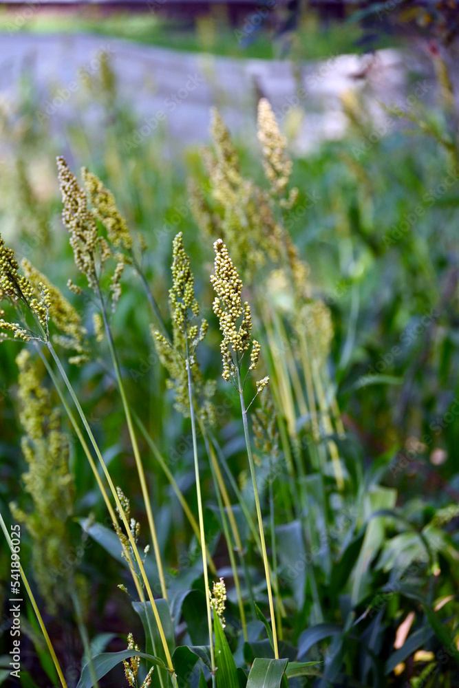 Biofuel and new boom Food, Sorghum Plantation industry. Field of Sweet ...