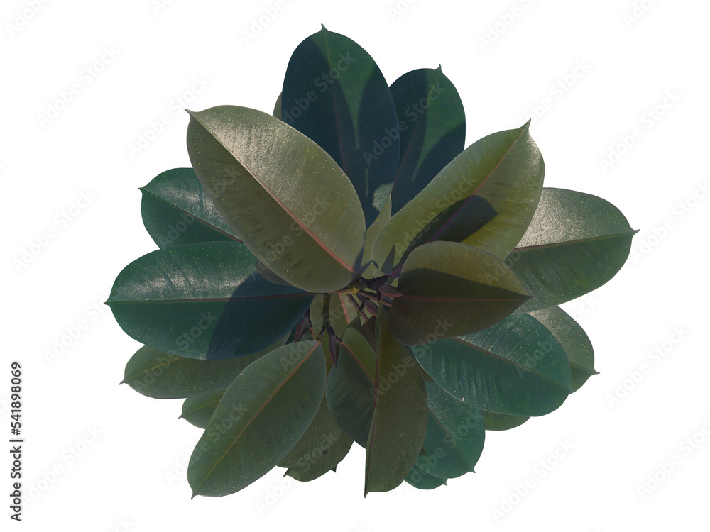 Ficus Elastica top view from above png alpha channel Stock Photo ...
