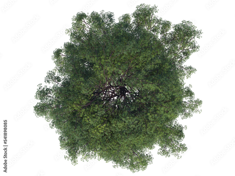Tree view from above top view alpha channel png Stock Photo | Adobe Stock