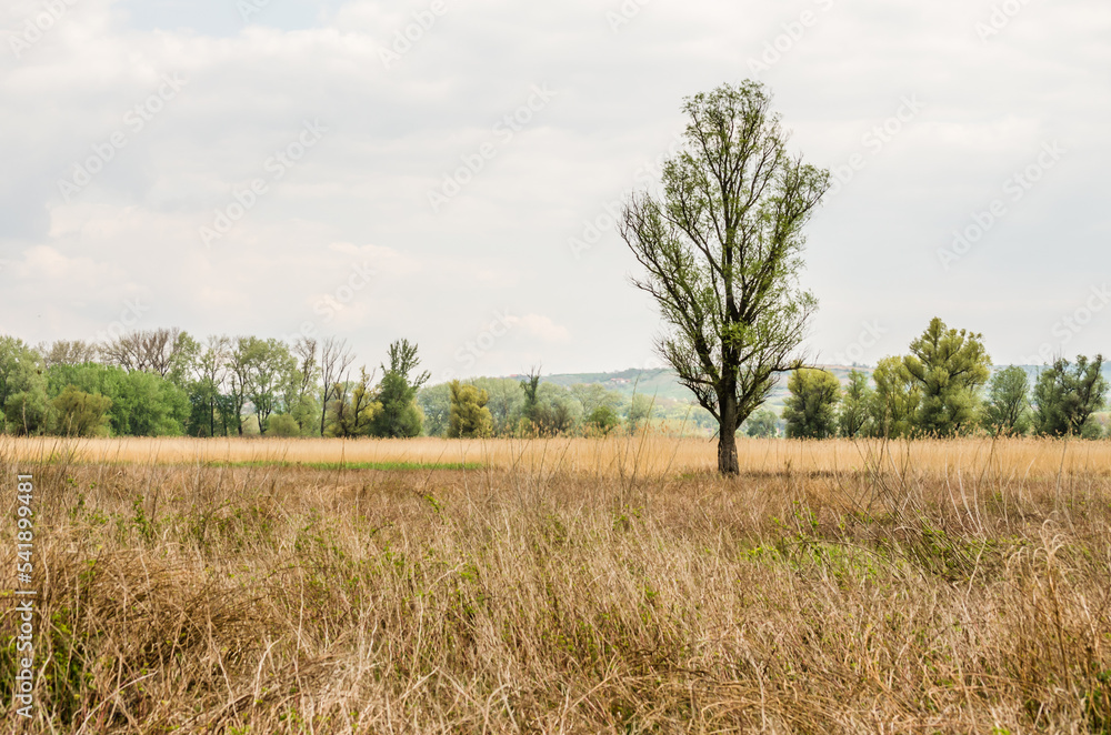 Cane field, panorama landscape. A view of a field covered with dry ...