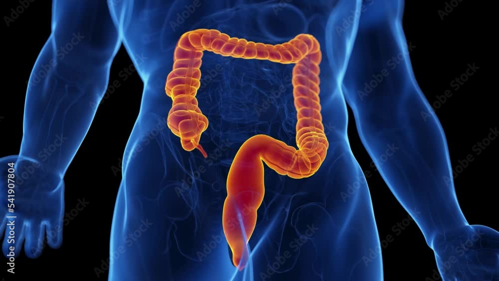 Peristaltic Movement In Colon at Zoe Agaundo blog