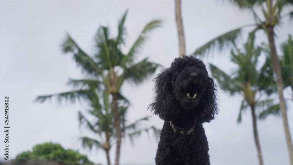 A cute black poodle dog barks and waiting for owner at home yard in ...