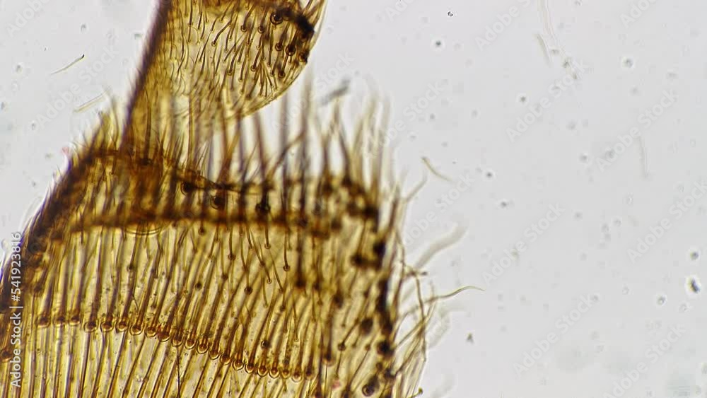 Leg of honeybee carrying pollen whole mount under microscope 100x on ...