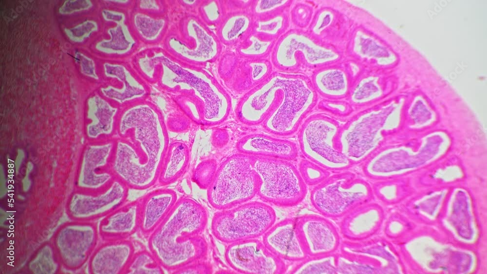 Testis shown under microscope in transversal section and magnified in ...
