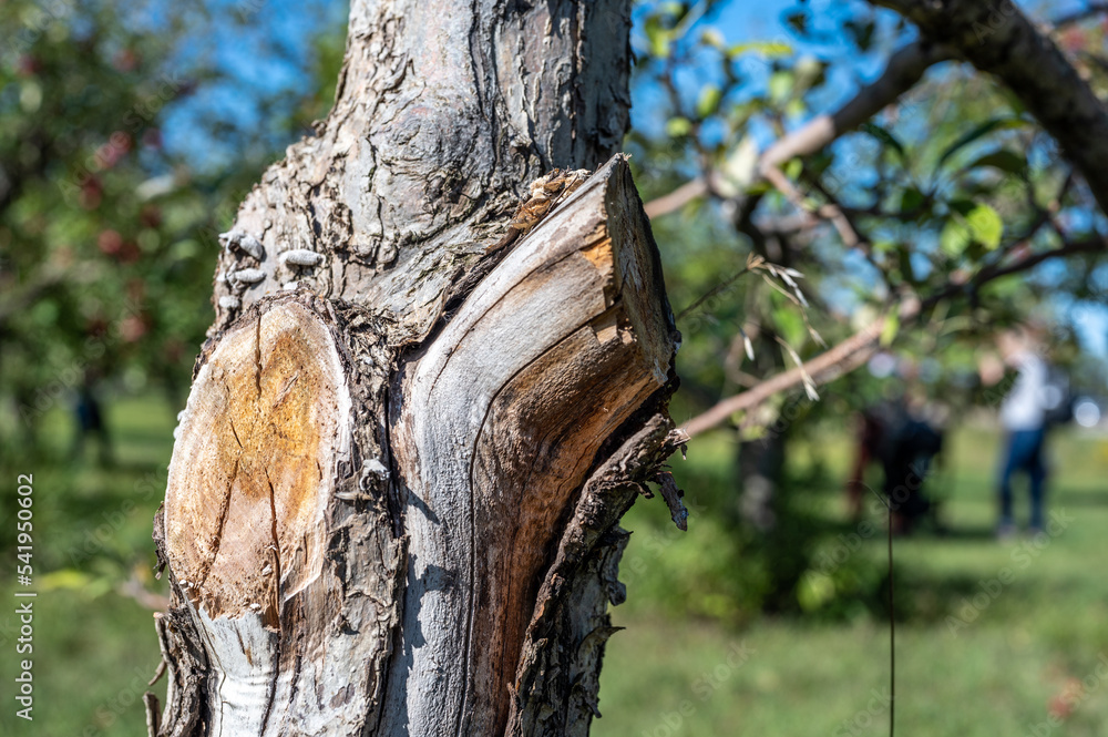 Pruned section of an apple tree showing where dead branches were ...