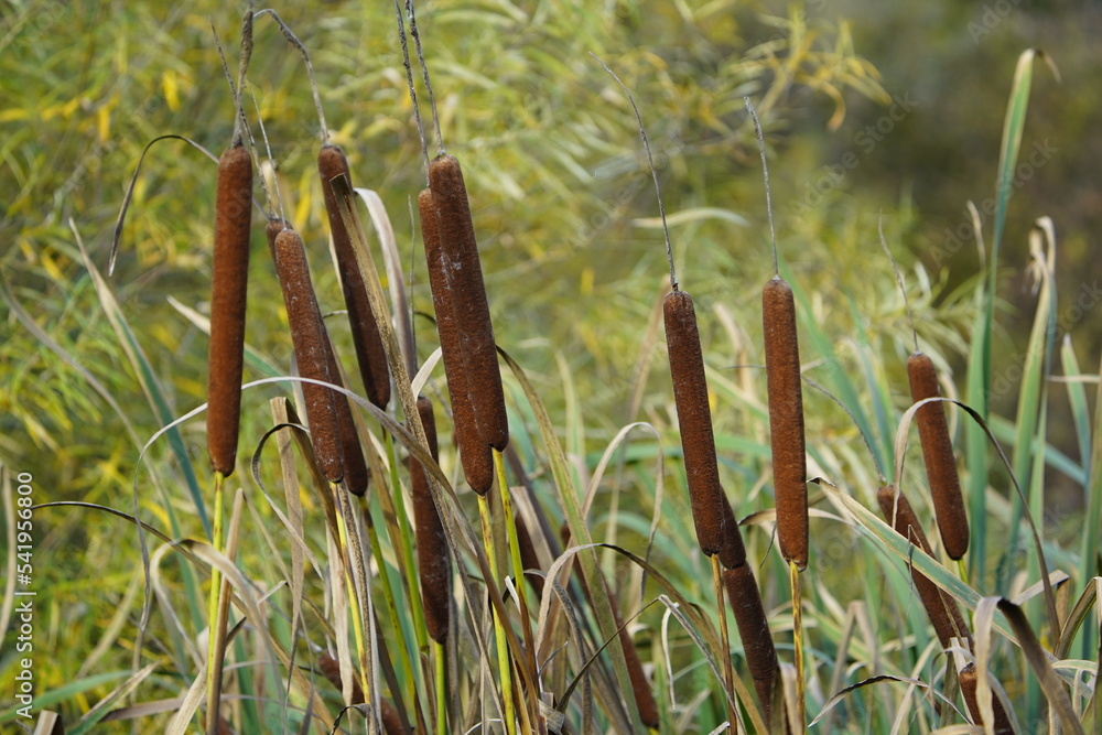 Faded Typha latifolia. Typha is a genus of about 30 species of ...