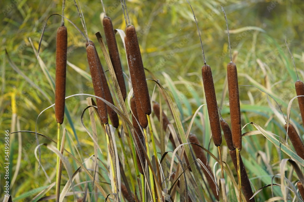 Faded Typha latifolia. Typha is a genus of about 30 species of ...