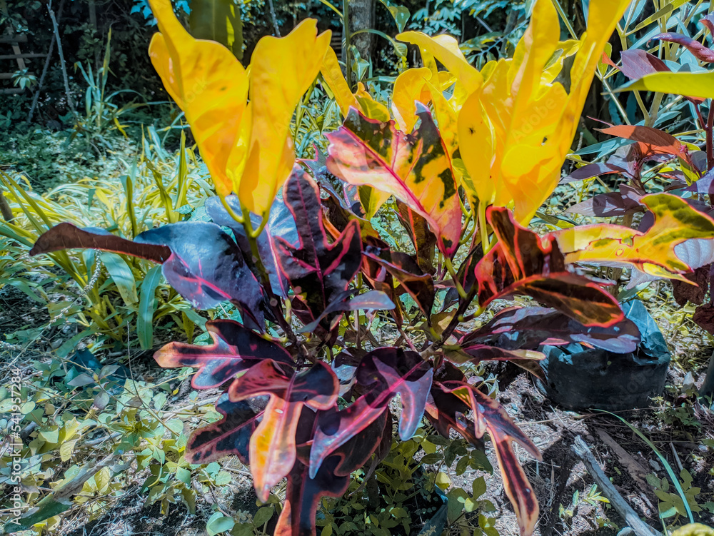 Croton is a type of plant from the flowering plant family ...