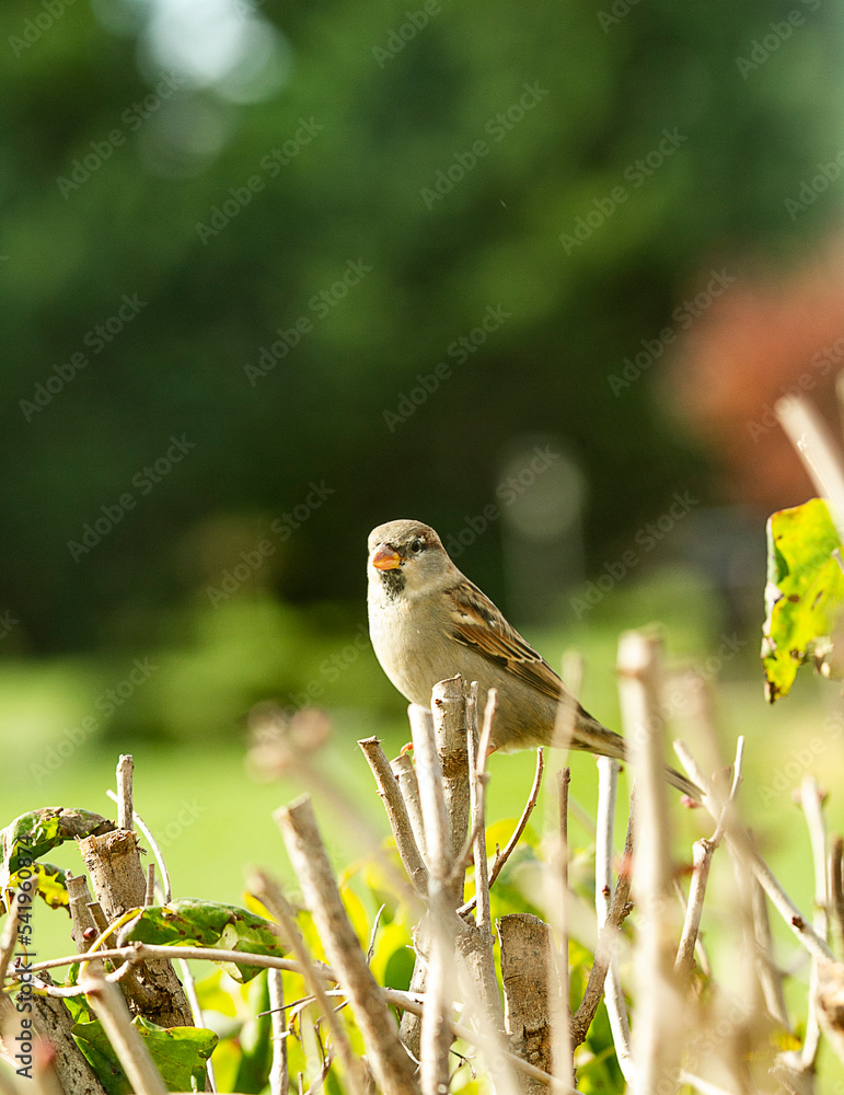 Brown house sparrows either perched on a bush during the fall season or ...
