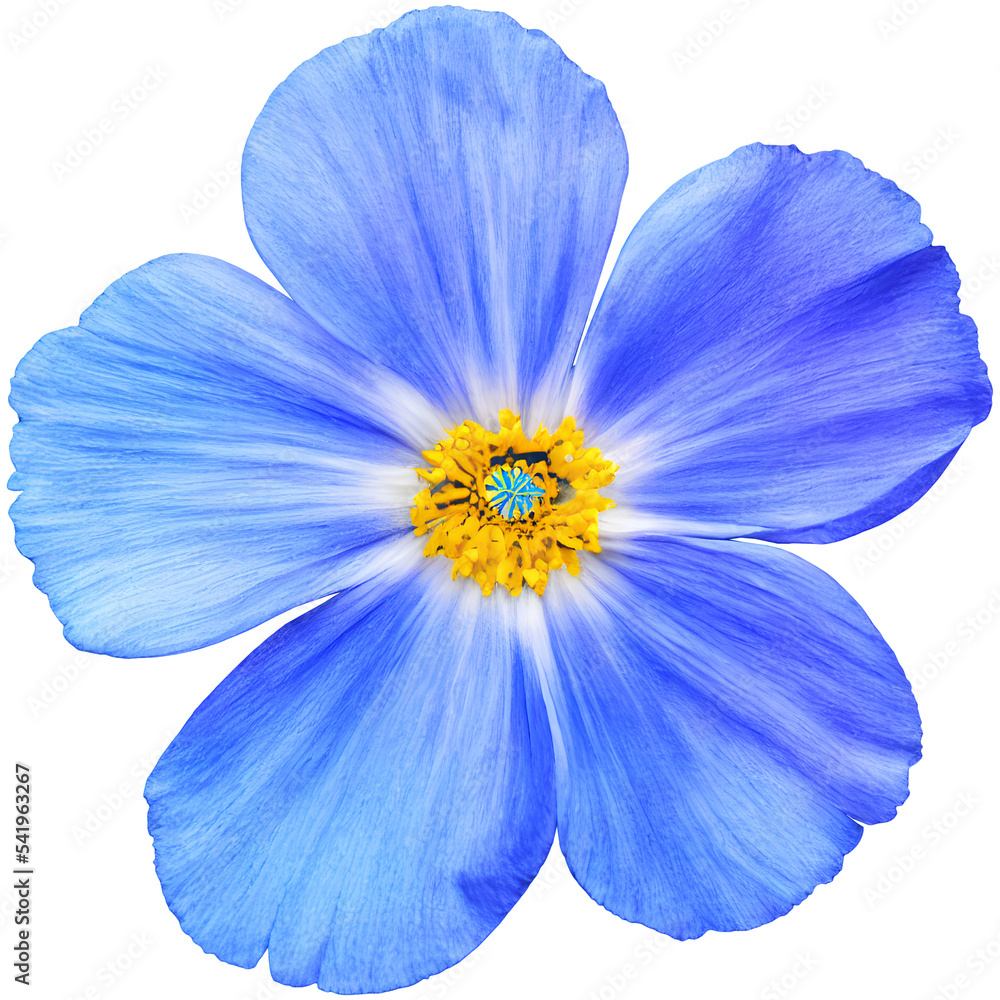Blue Primula Flower Stock Photo | Adobe Stock