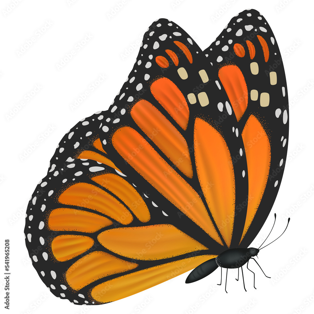 Monarch butterfly side view illustration Stock Illustration | Adobe Stock