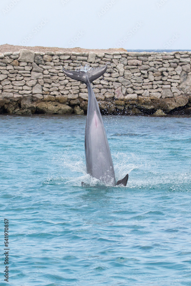 Delfin springt im Meer Stock Photo | Adobe Stock
