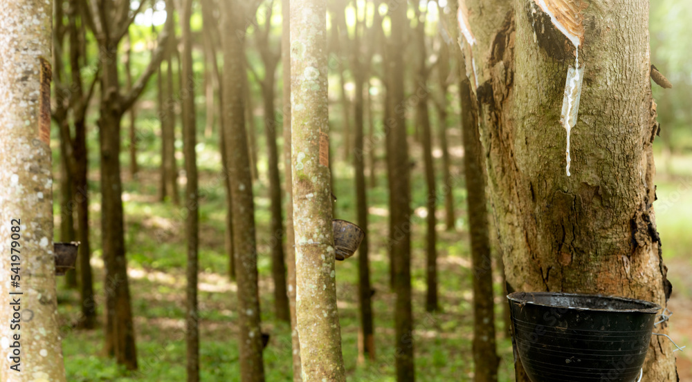 Rubber tapping in rubber tree garden. Natural latex extracted from para ...