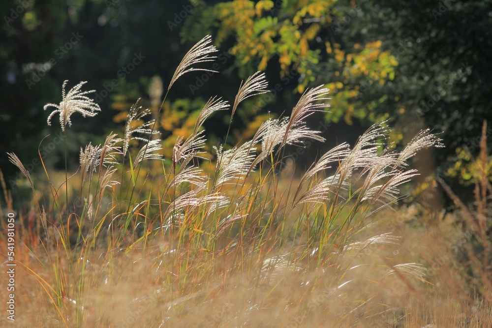 Inflorescences of the grass Miscanthus sinensis in autumn in the park ...