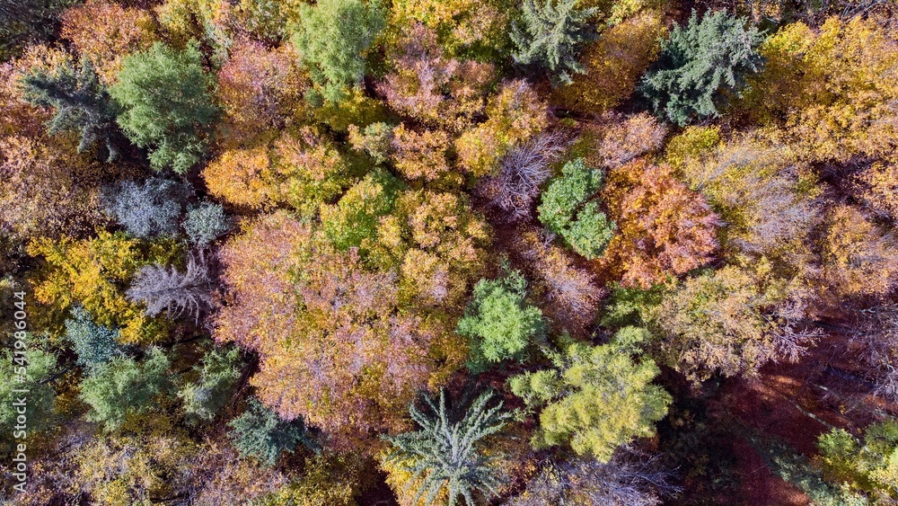 Colorful trees in autumn, view from above Stock-Foto | Adobe Stock