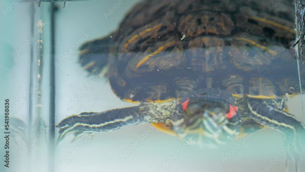 Top view of a red-eared turtle crawling in an aquarium with water ...