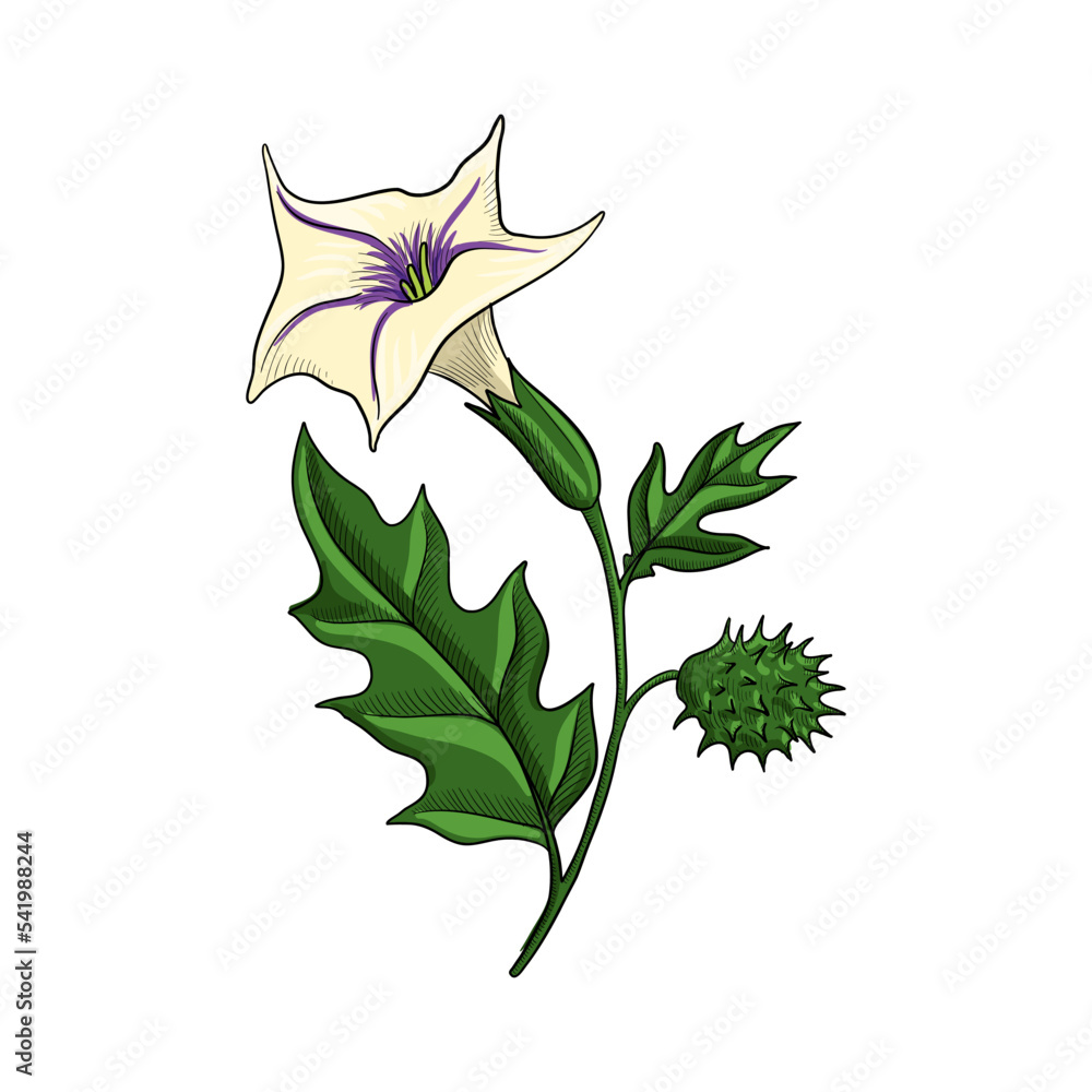 Datura Flower Drawing