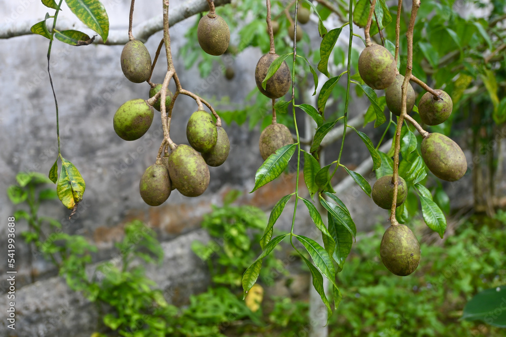 trees and fruit from grafted kedondong (Spondias dulcis ambarella ...